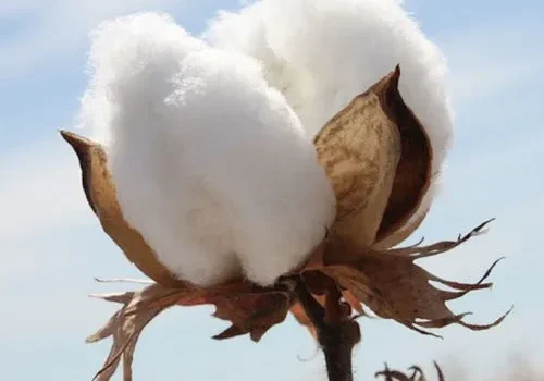 Home - Surana Polycots